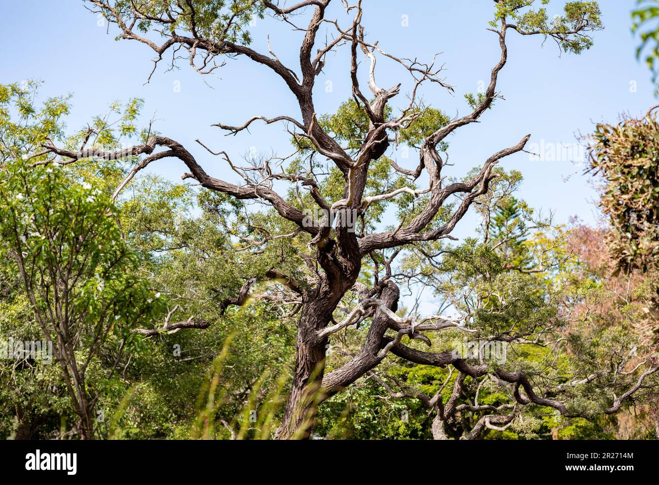 Background scenery with tree in the cerrado biome of Brazil. tree with ...