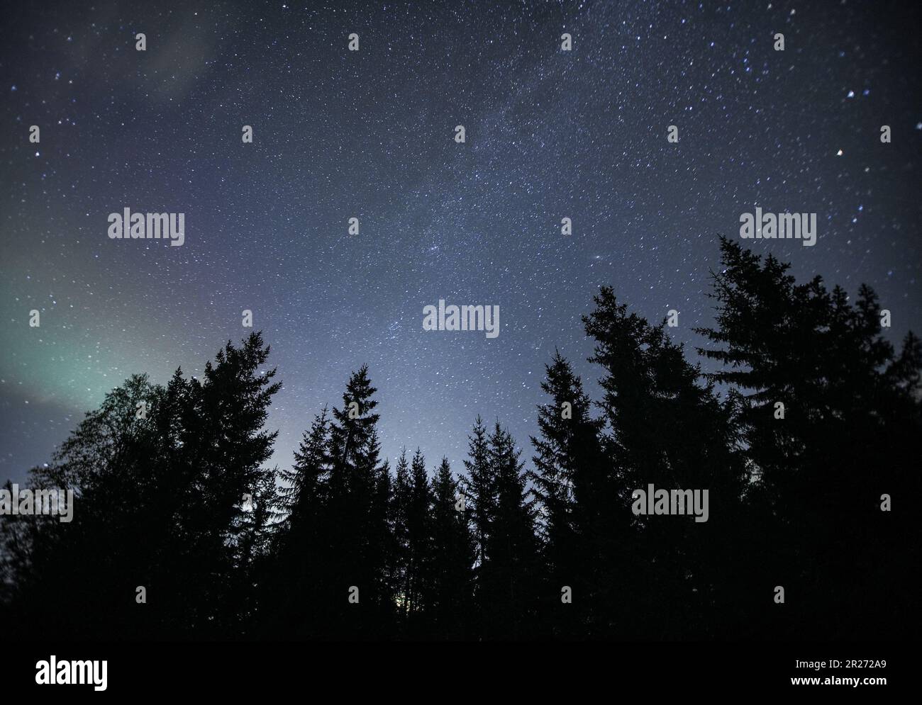 spruce trees under clear night sky with stars Stock Photo - Alamy