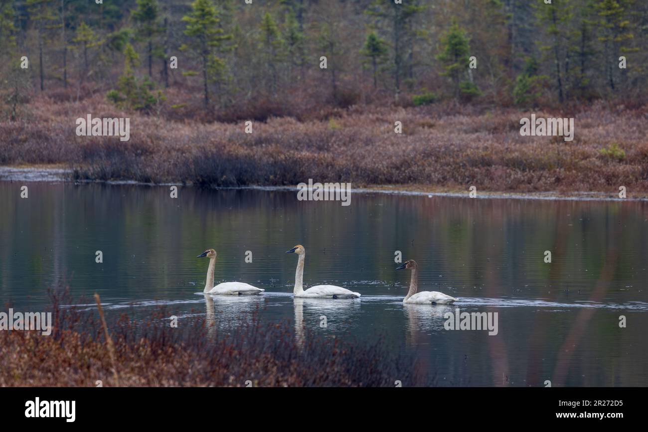 Family black swans hi-res stock photography and images - Alamy