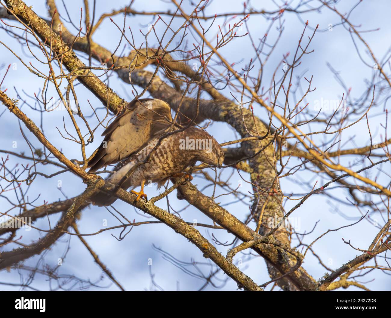 Broad-winged hawk collecting nesting material in northern Wisconsin ...