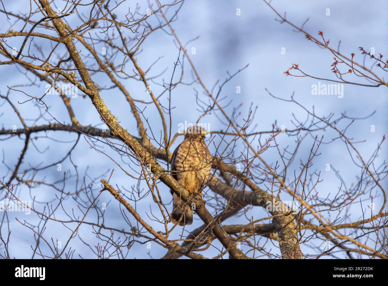 Broad-winged hawk in northern Wisconsin Stock Photo - Alamy