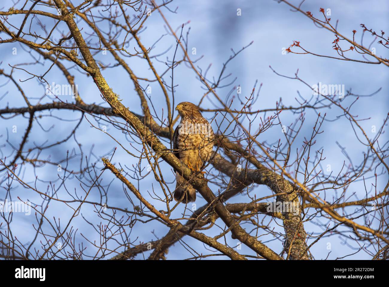 Broad-winged hawk in northern Wisconsin Stock Photo - Alamy