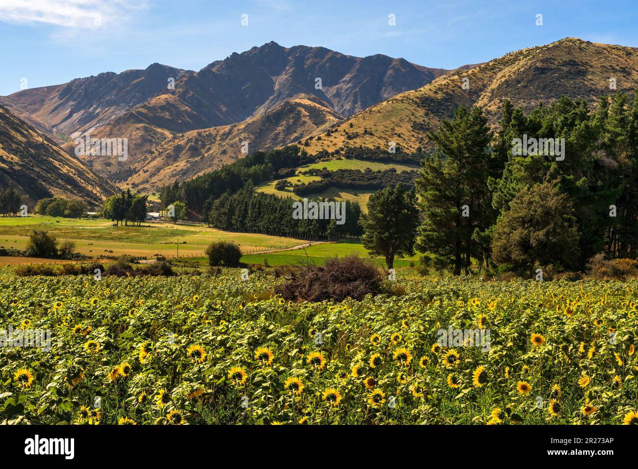 A agricultural land with a crop of sunflowers in a valley under a ...
