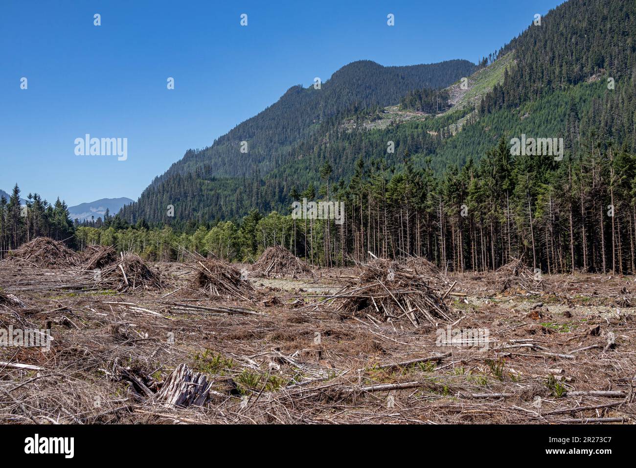Field of cut trees at logging site, Vancouver Island, British Columbia ...