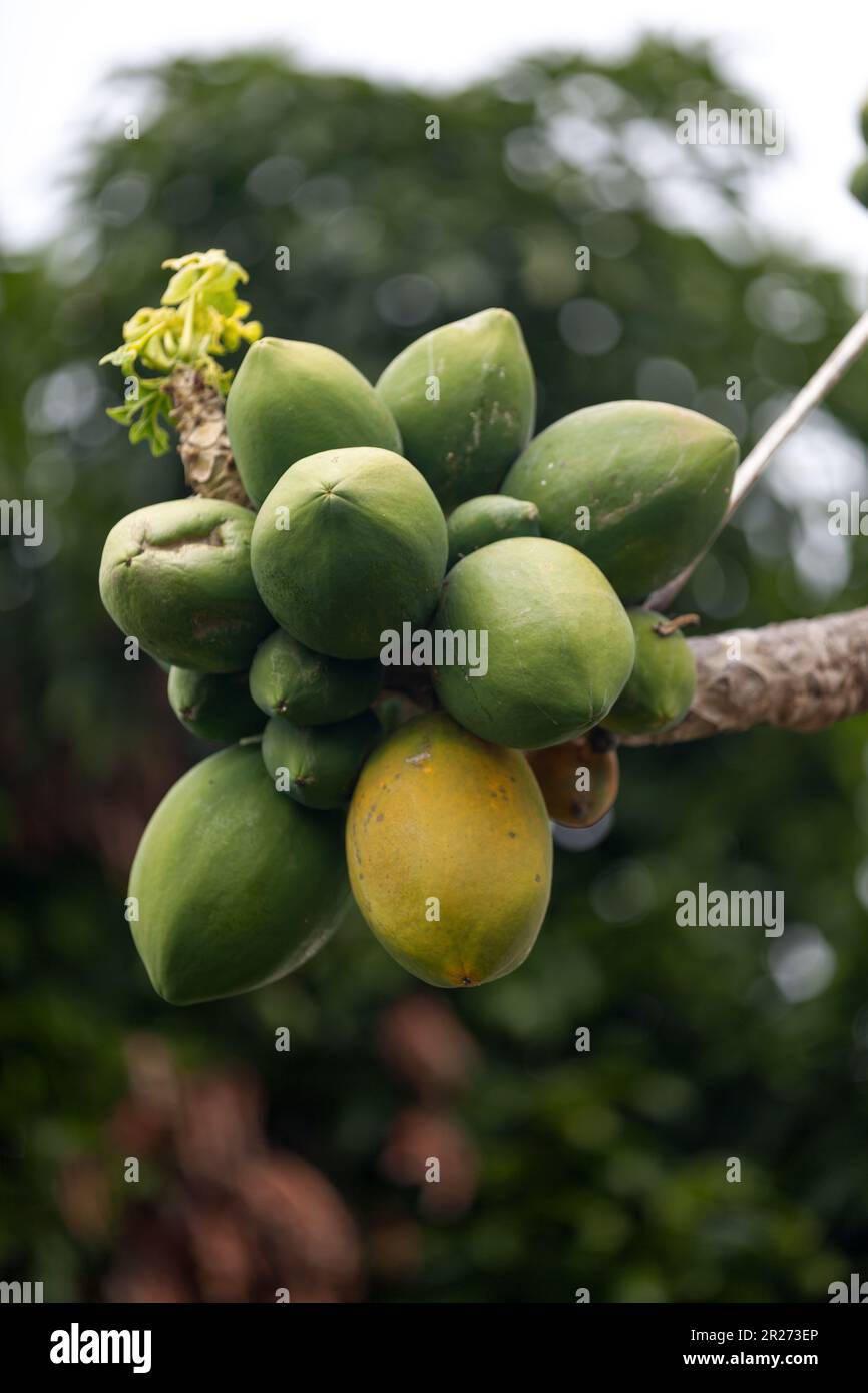 Papaya hanging on a tree hi-res stock photography and images - Alamy