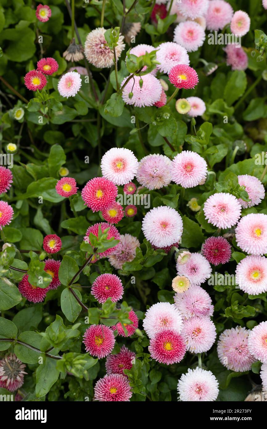 Bellis pomponette mix hi-res stock photography and images - Alamy