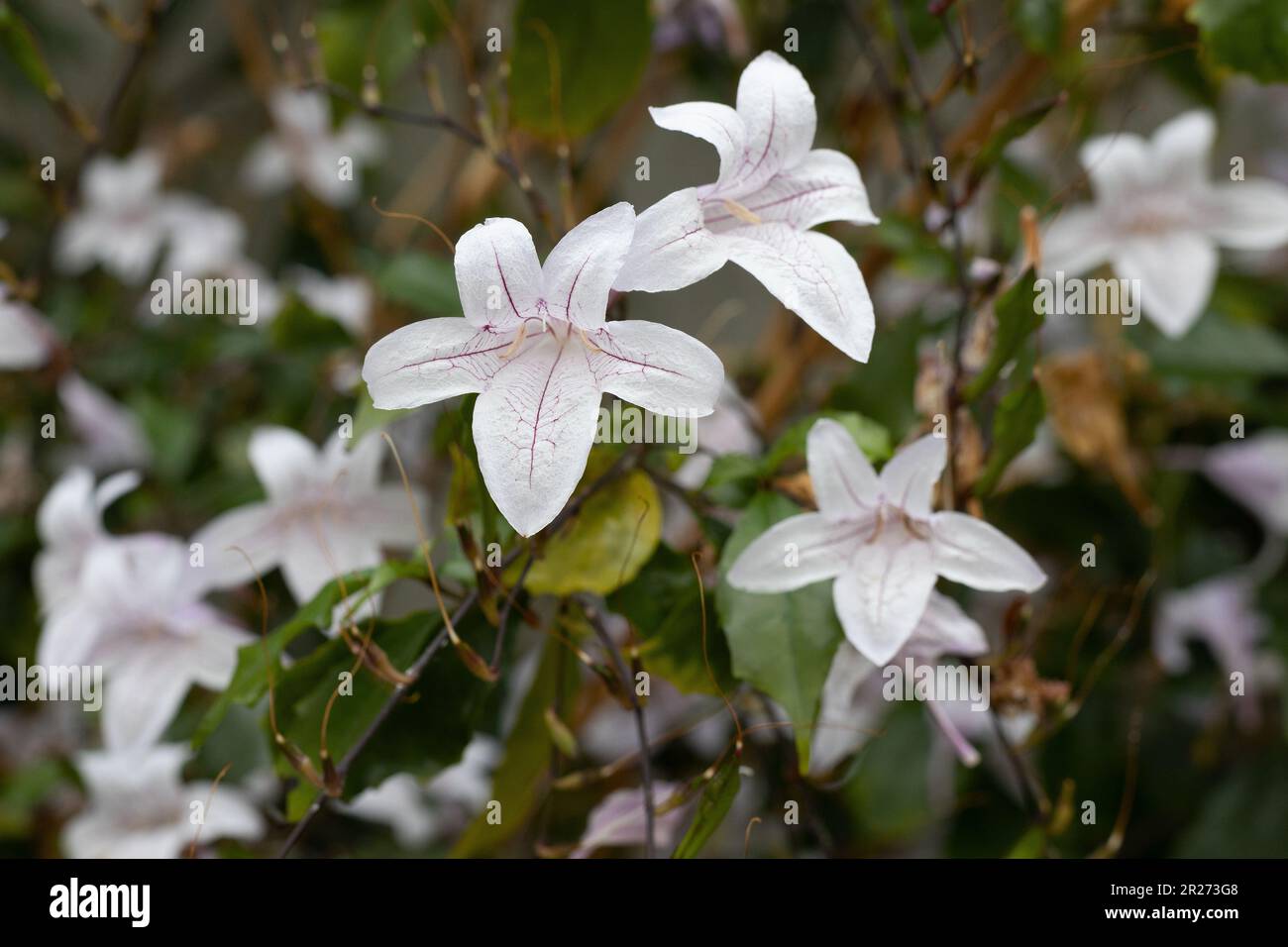 Mackaya bella - forest bell bush Stock Photo - Alamy