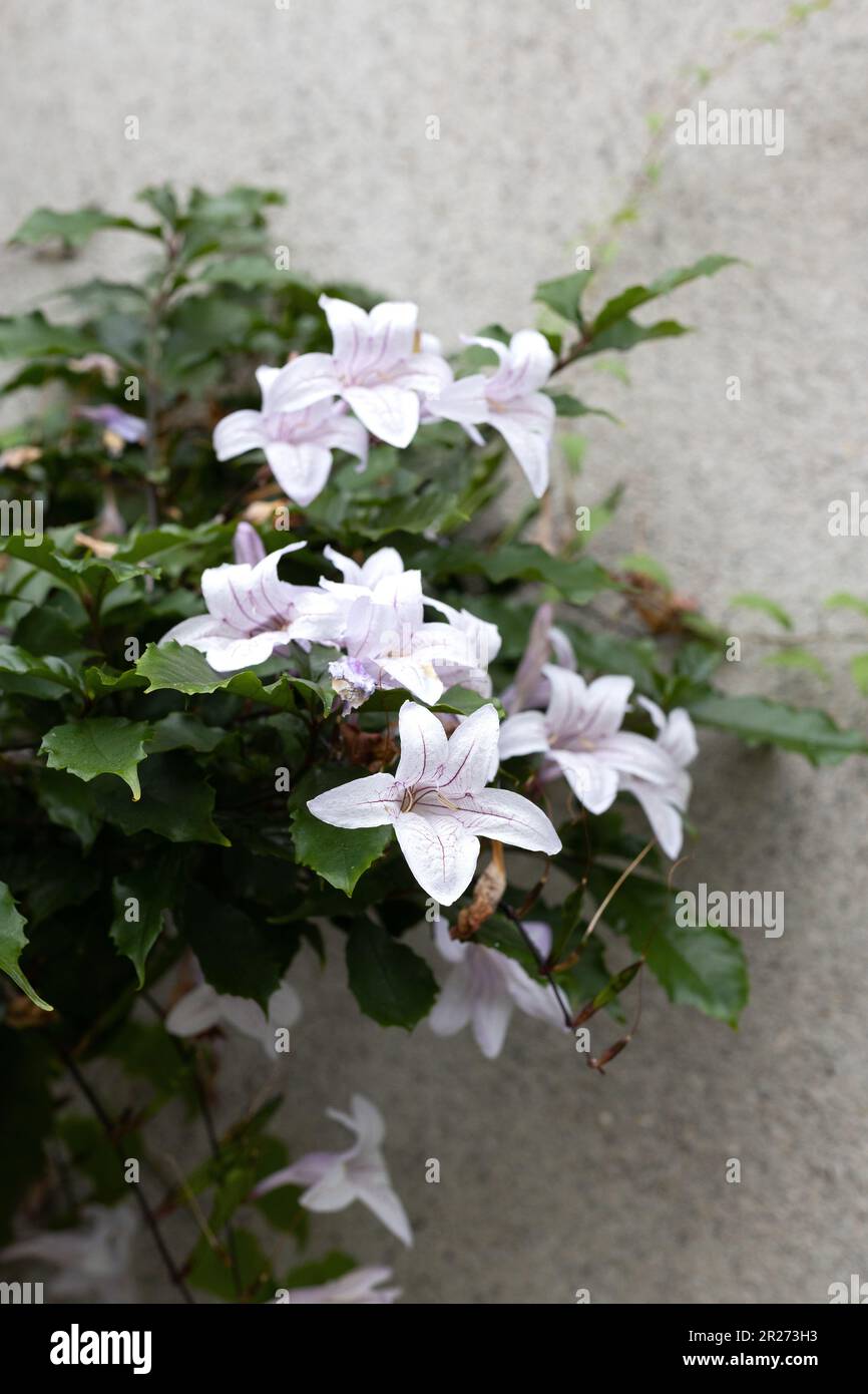 Mackaya bella - forest bell bush Stock Photo - Alamy