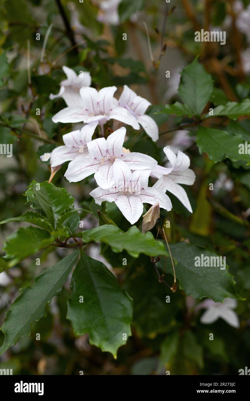 Mackaya bella - forest bell bush Stock Photo - Alamy