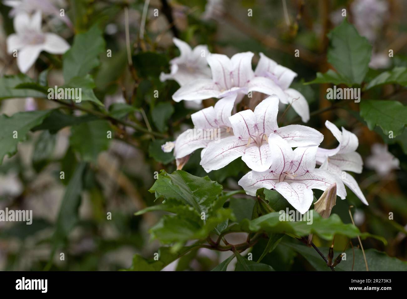 Mackaya hi-res stock photography and images - Alamy