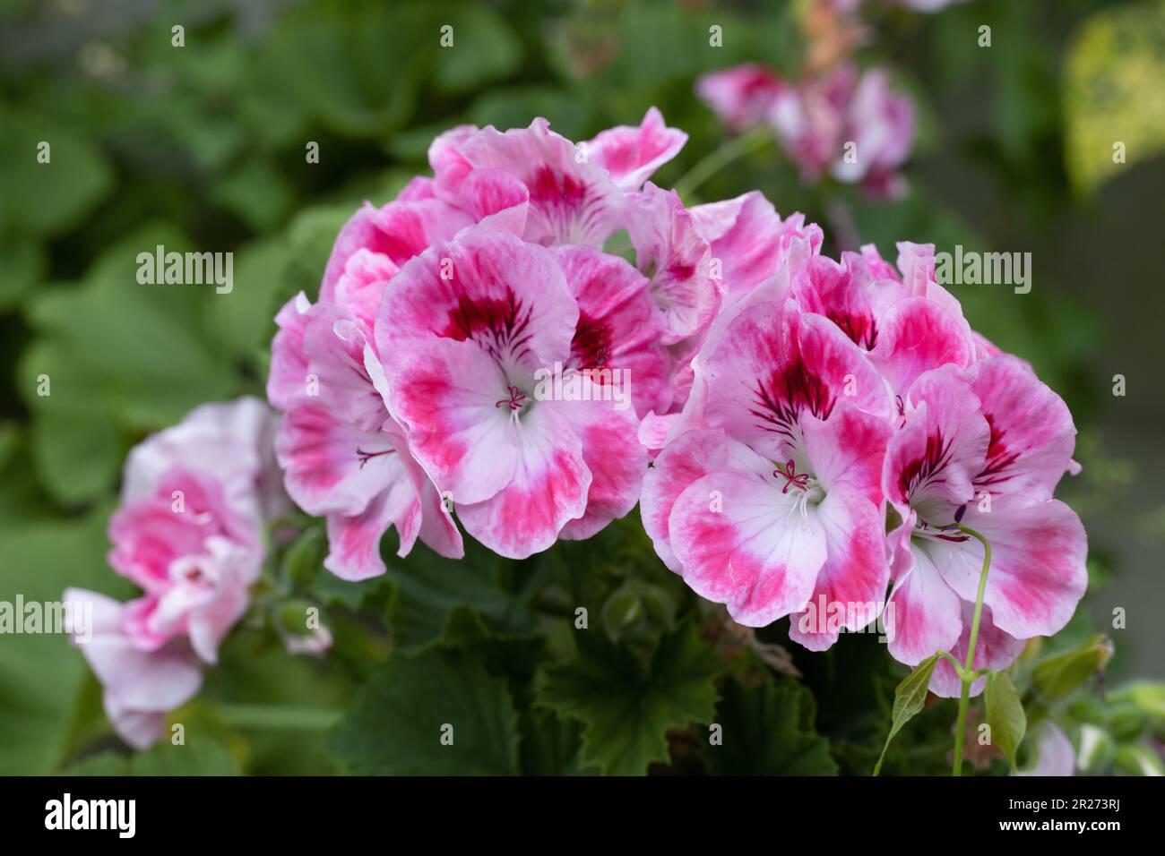 Pelargonium 'Modesty Regal' flowers Stock Photo - Alamy