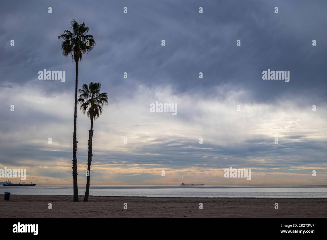 Palm Trees, Playa Del Rey, Los Angeles, California Stock Photo - Alamy