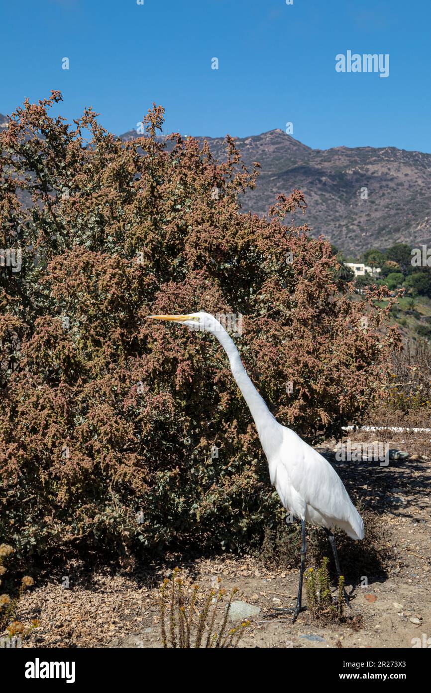 Great Egret at Malibu Lagoon State Beach, Malibu, Los Angeles County ...