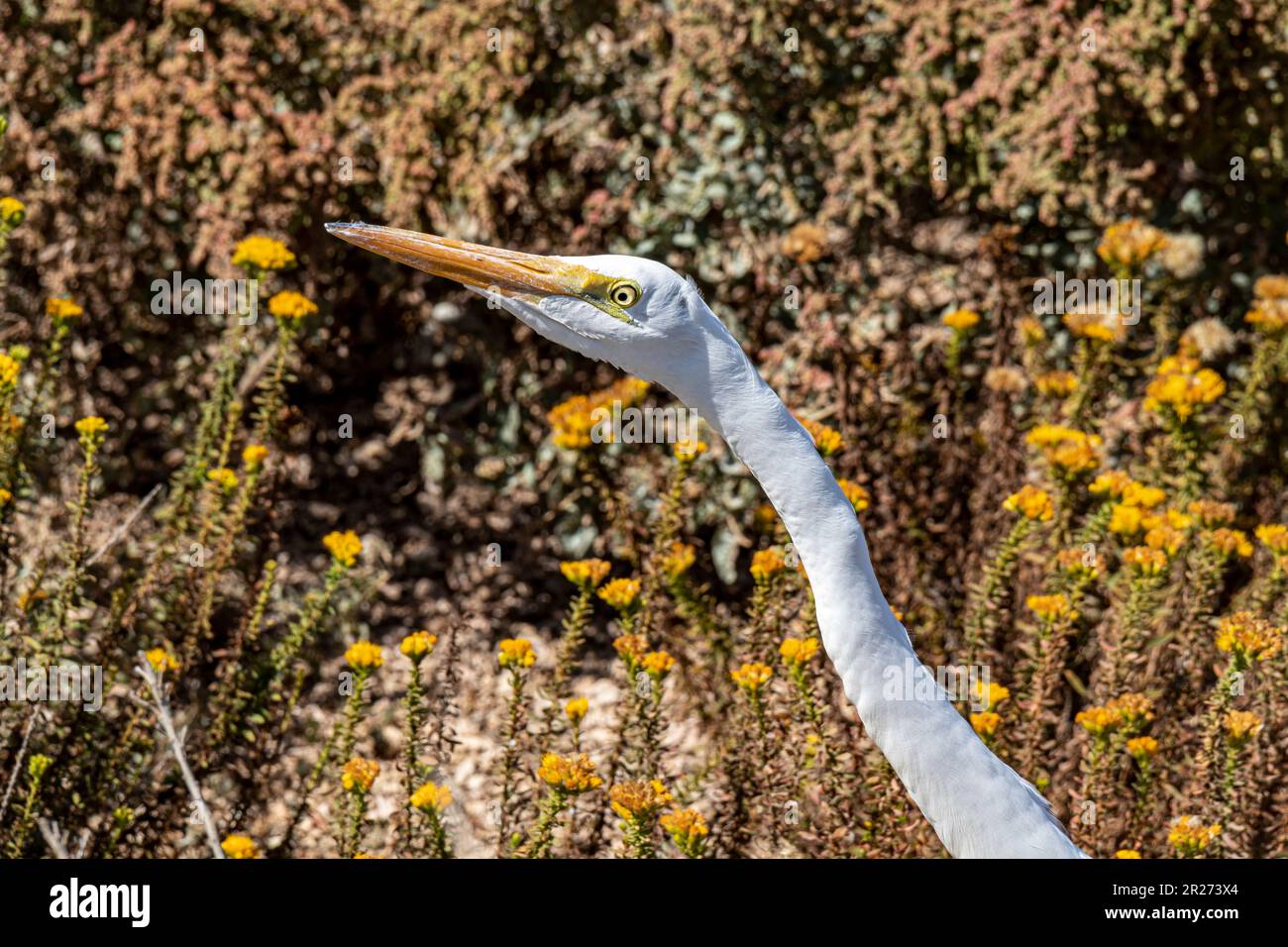 Great Egret at Malibu Lagoon State Beach, Malibu, Los Angeles County ...