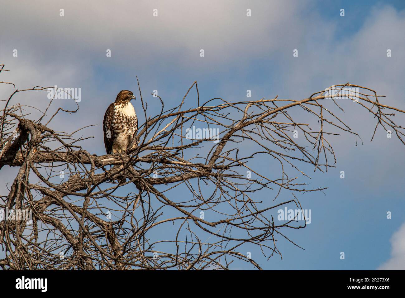 Red-tailed hawk, Sepulveda Basin Recreation Area, San Fernando Valley ...