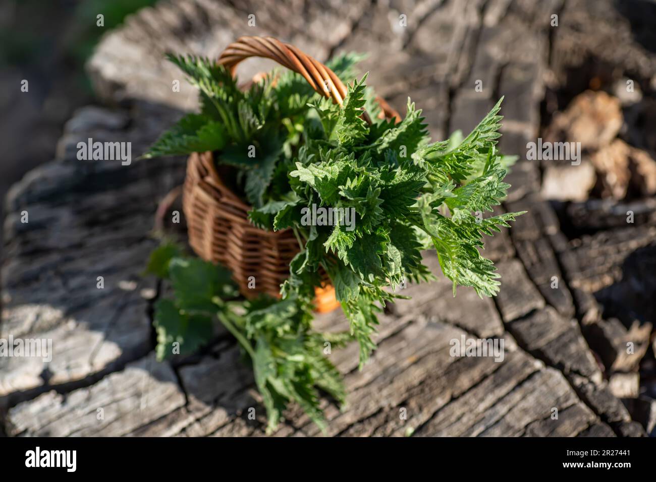 Fresh nettles on stump in woods. Basket with freshly harvested nettle ...