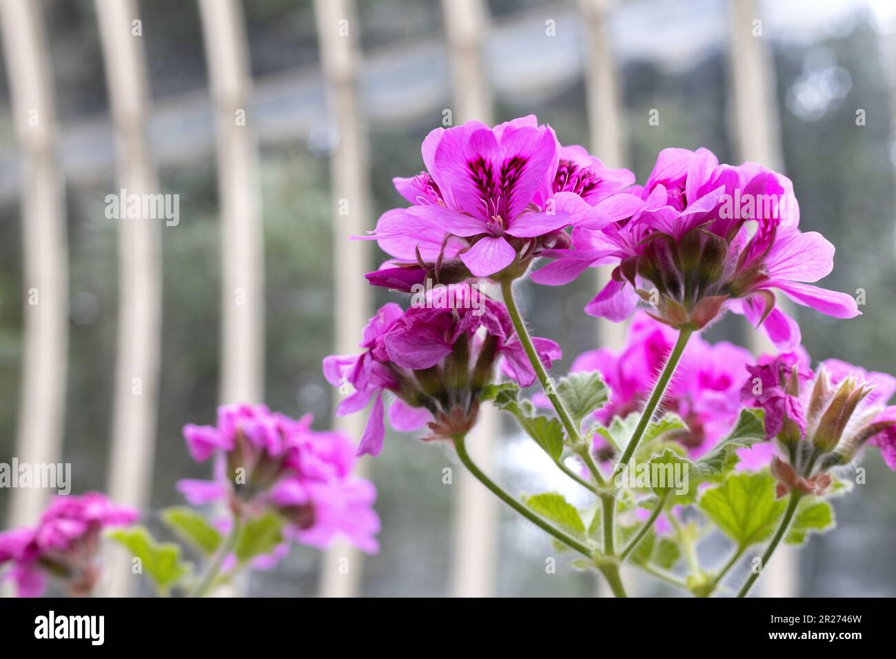 Pelargonium unique hi-res stock photography and images - Alamy