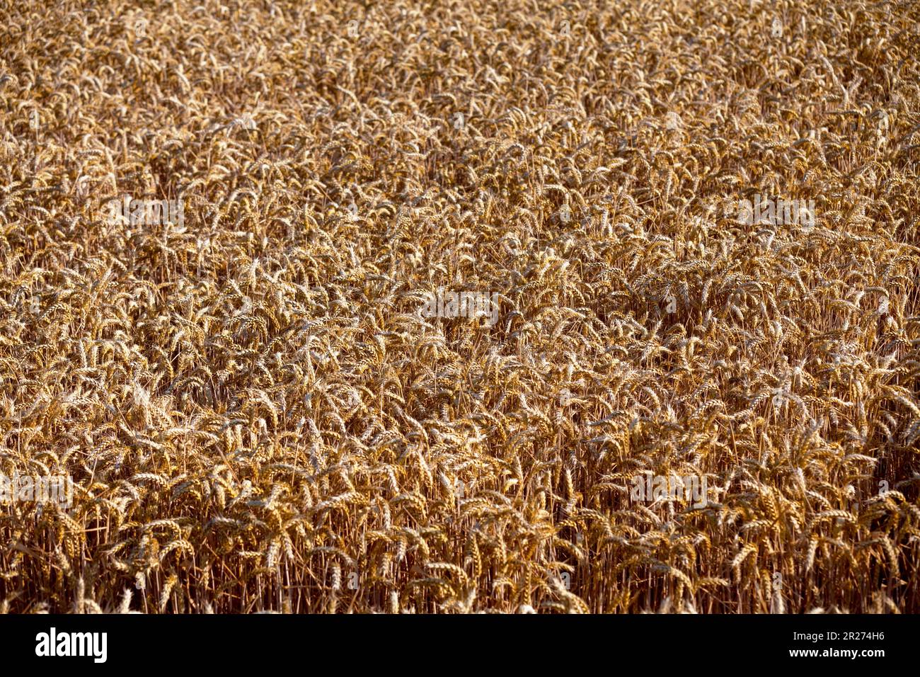 Dawn over wheat field on hi-res stock photography and images - Alamy