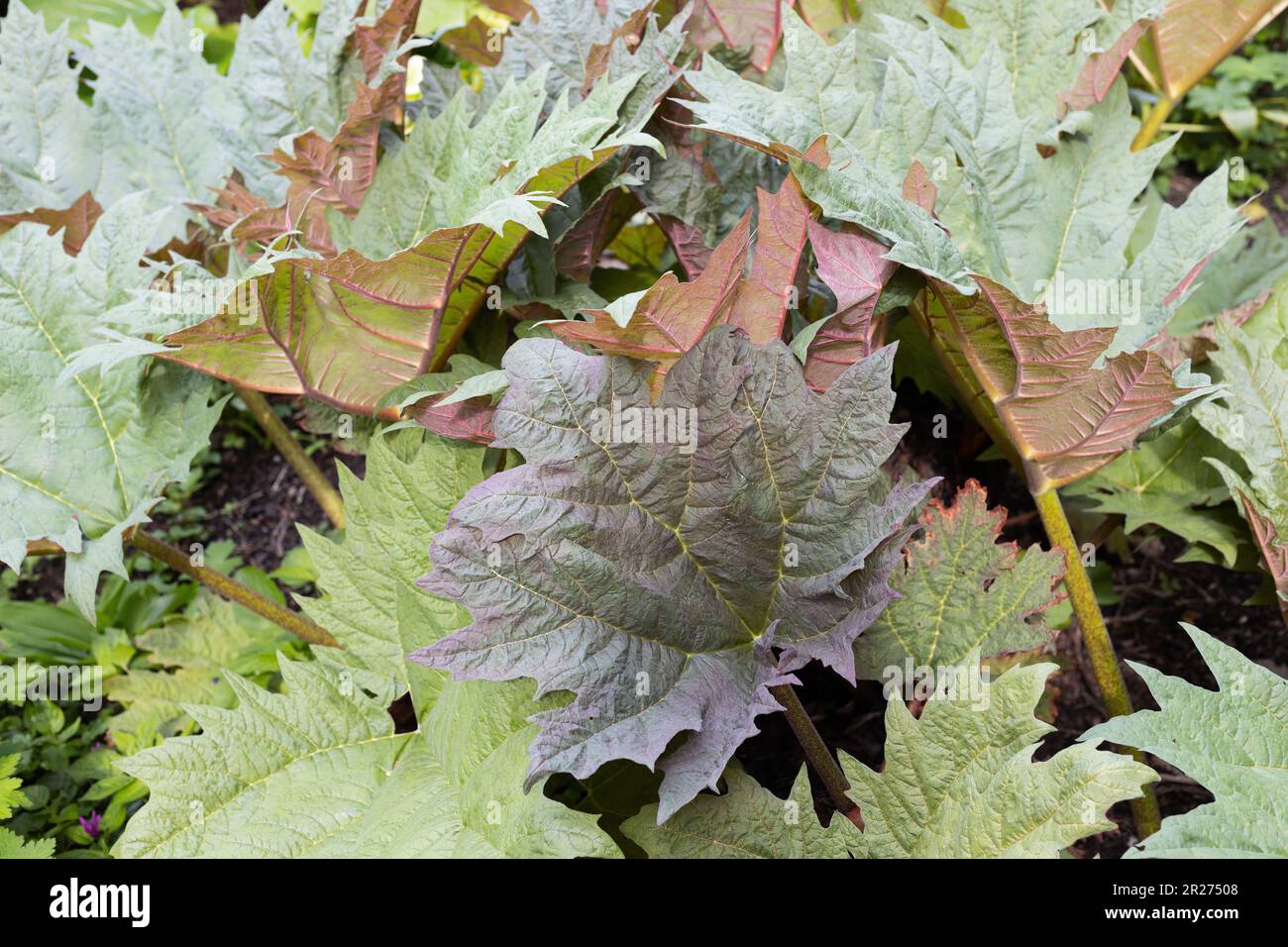 Ornamental rhubarb rheum palmatum hi-res stock photography and images ...