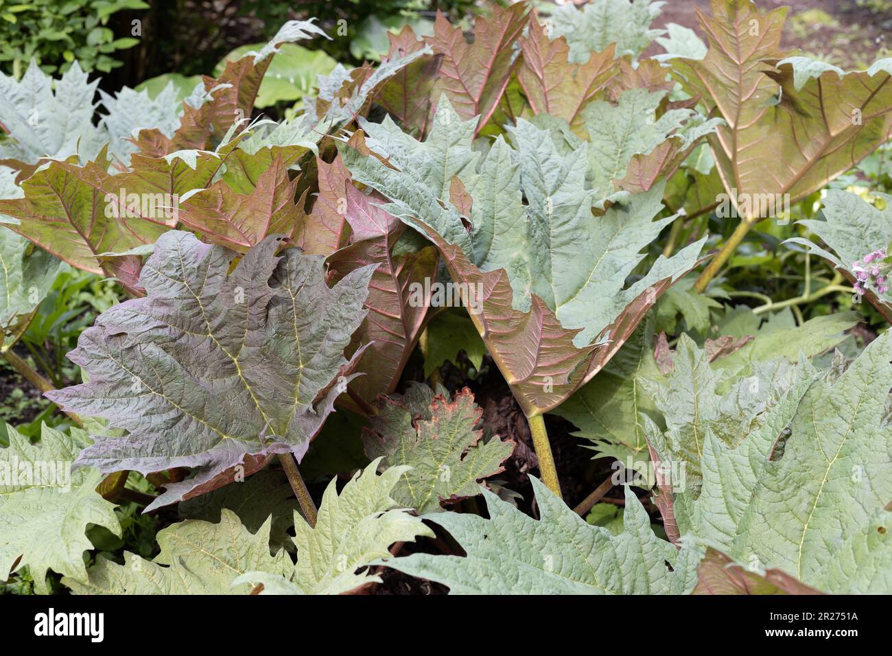 Rheum palmatum 'Bowles Crimson' Stock Photo - Alamy