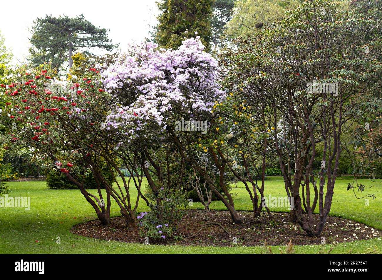 A cluster of flowering rhododendron bushes at the National Botanic ...