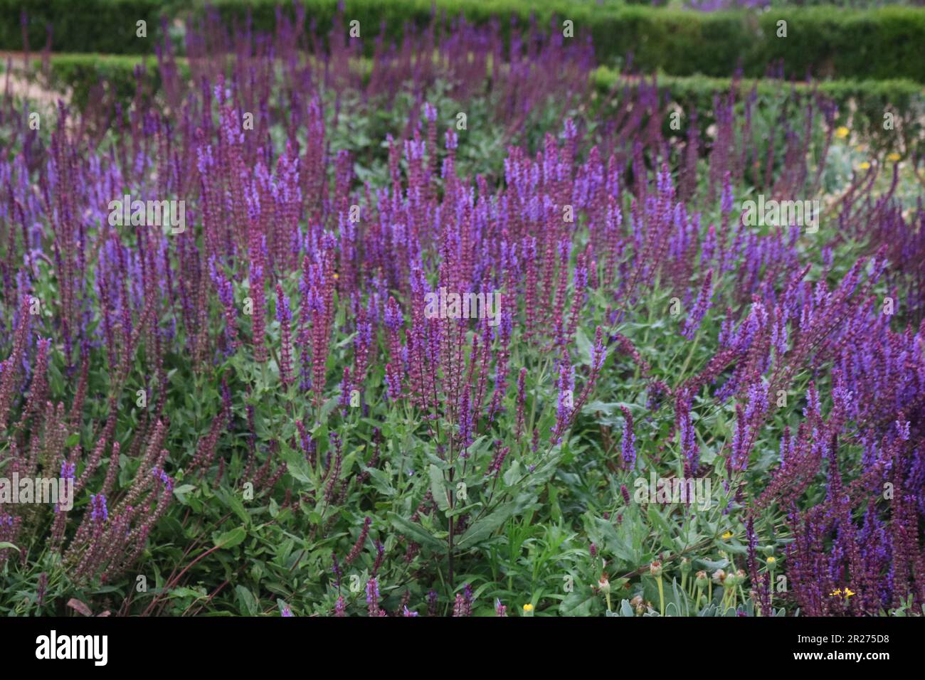 Lavender theme hi-res stock photography and images - Alamy