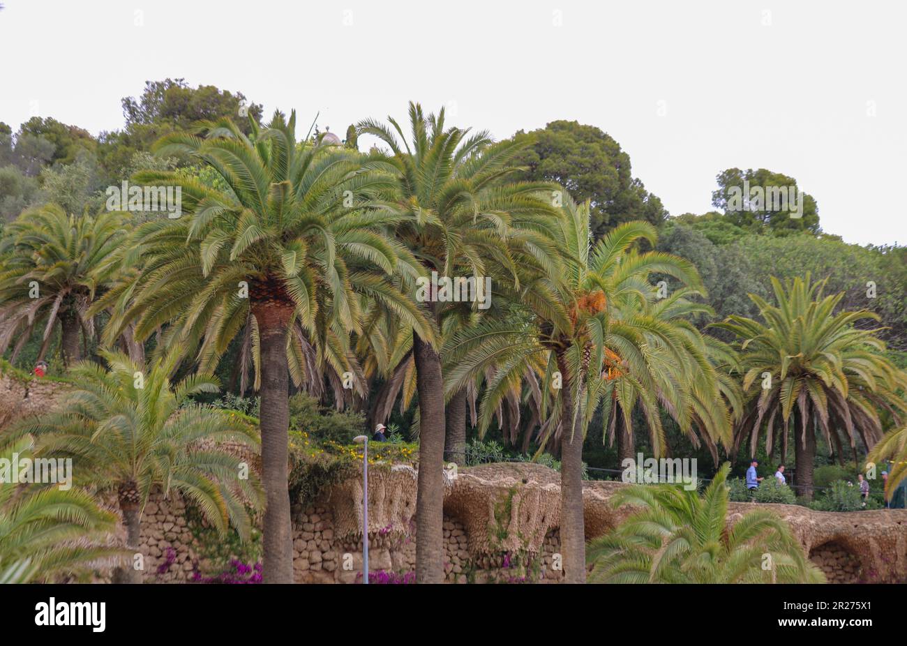 Palm ecosystem hi-res stock photography and images - Alamy