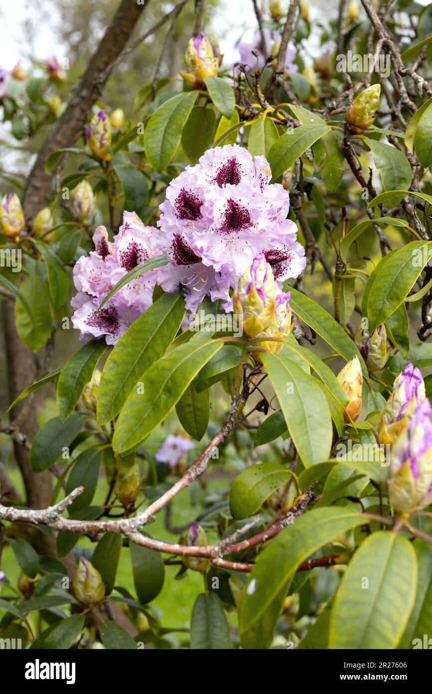 Rhododendron rhododendron gomer waterer hi-res stock photography and ...