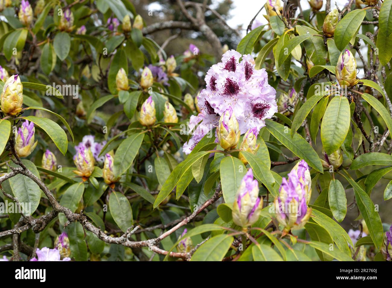 Rhododendron rhododendron gomer waterer hi-res stock photography and ...