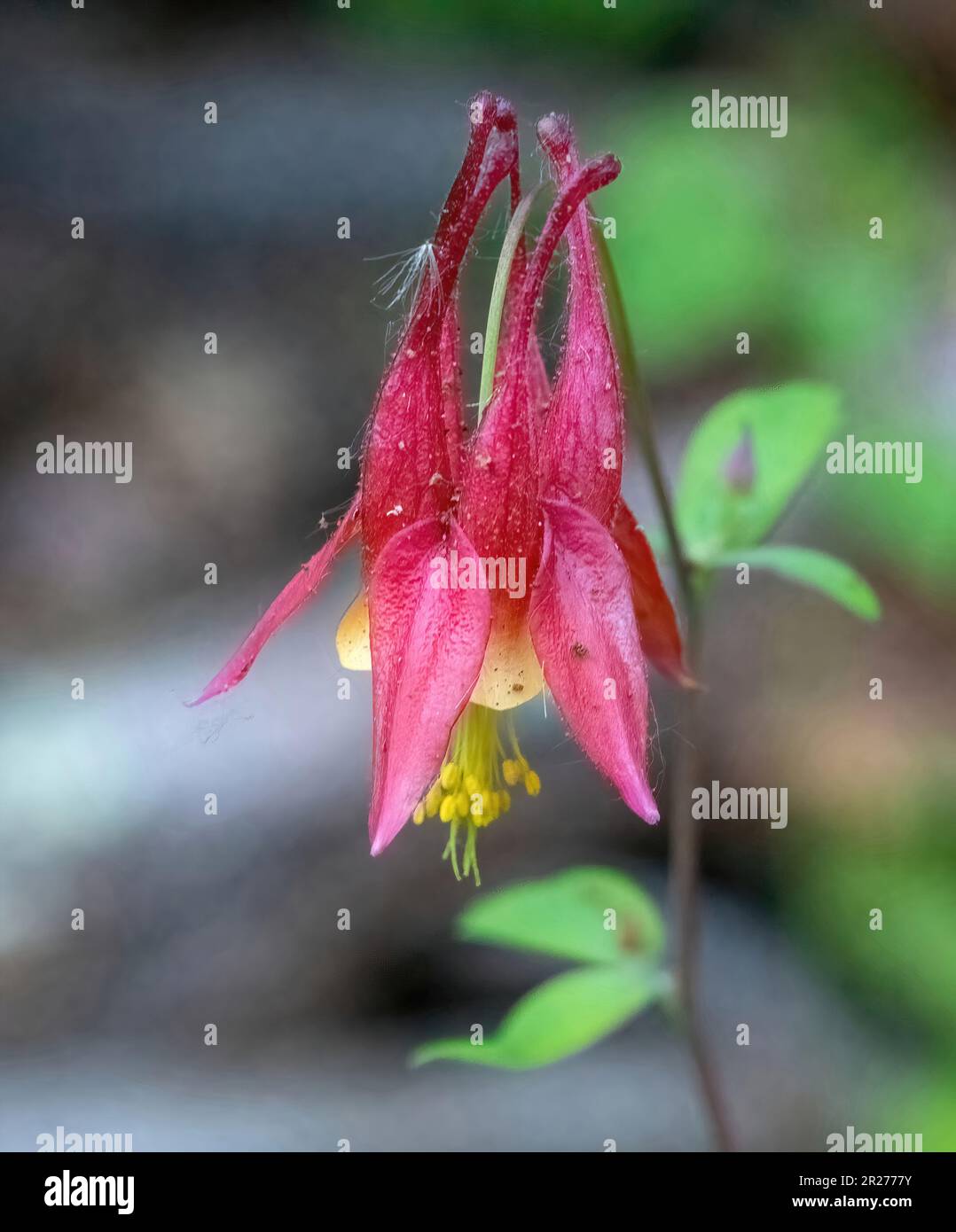 Sweet red columbine wildflower growing in the forest on a spring ...
