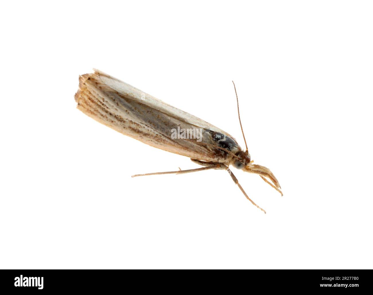 Veneer moth Cut Out Stock Images & Pictures - Alamy