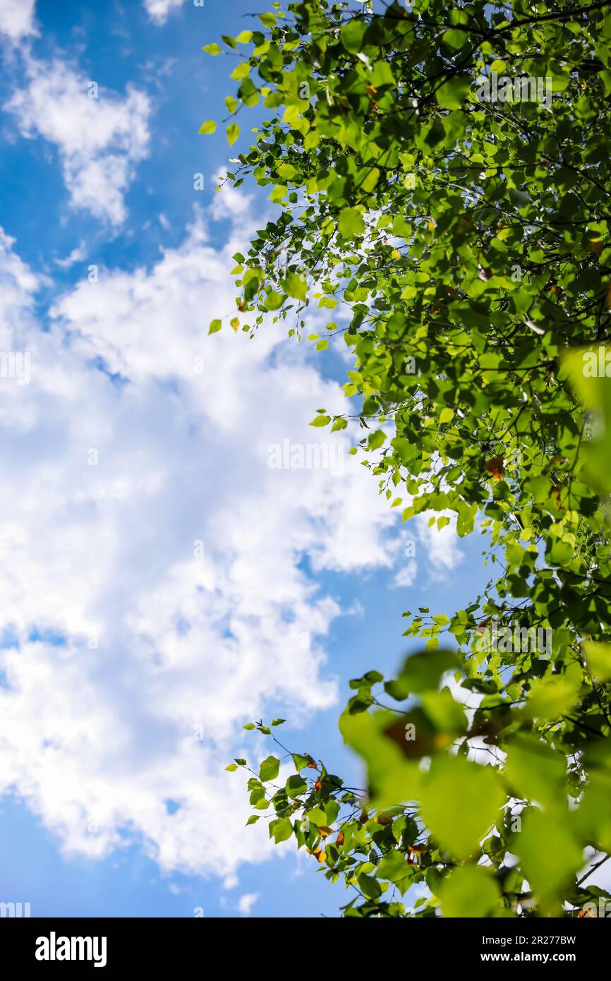 Beautiful trees growing under cloudy sky, bottom view Stock Photo - Alamy
