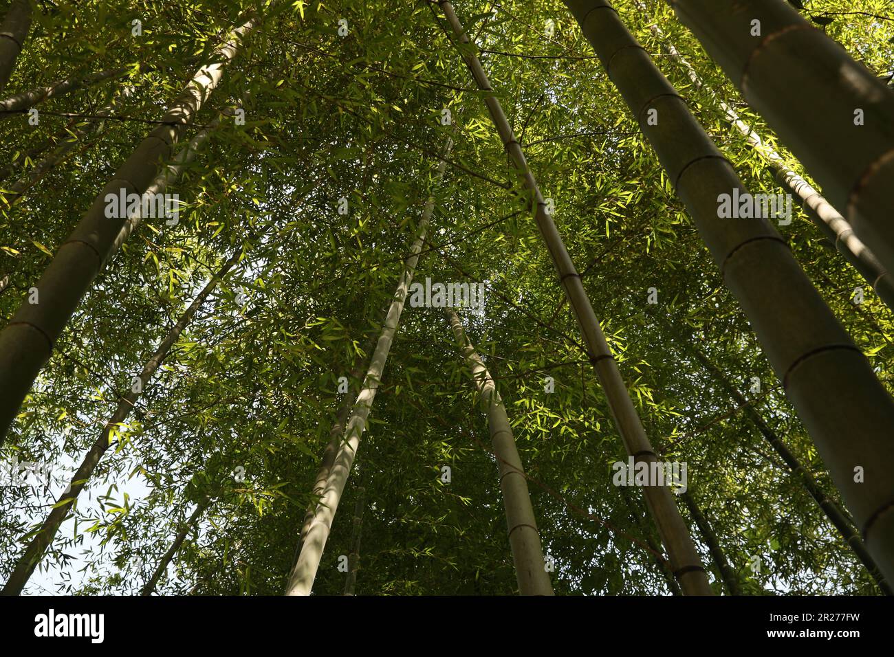 Beautiful forest of green bamboo, bottom view Stock Photo - Alamy