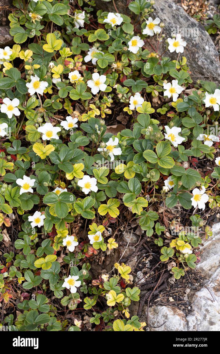 Fragaria californica - wood strawberry plant growing among rocks Stock ...
