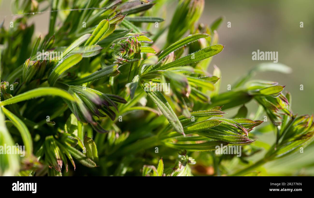 Galium aparine basket hi-res stock photography and images - Alamy