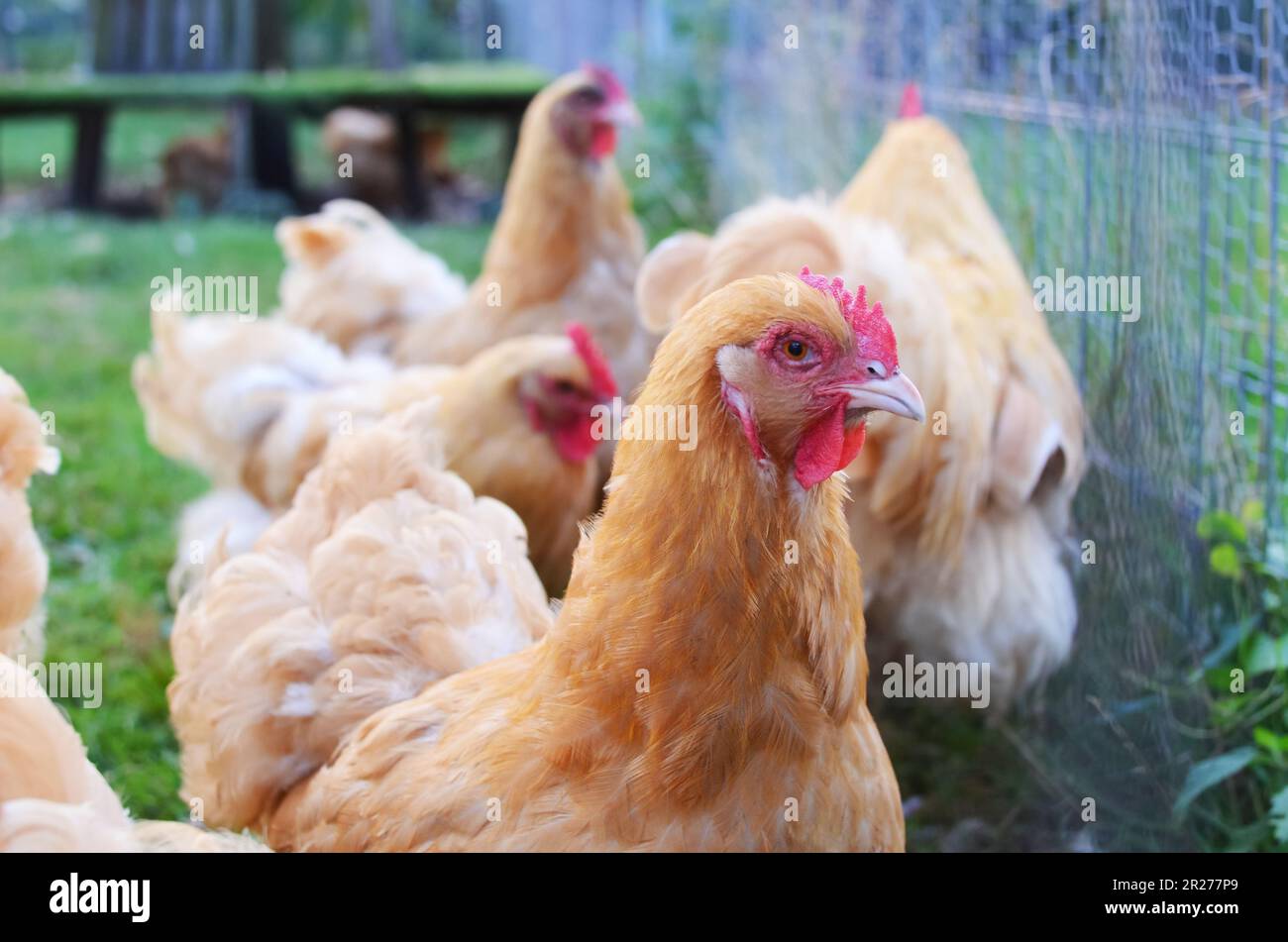Beautiful ginger hens walking in zoo outdoors Stock Photo - Alamy