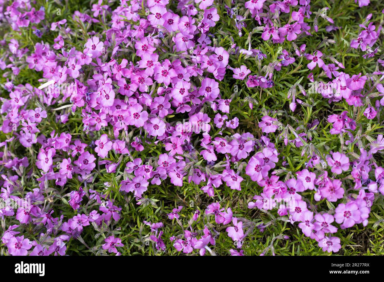 Creeping phlox flowers hi-res stock photography and images - Alamy