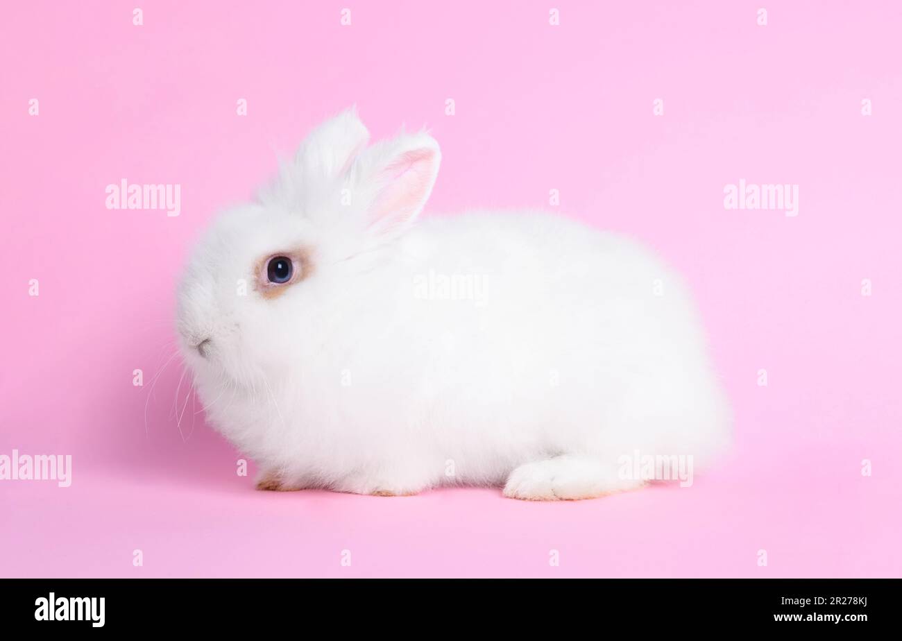 Fluffy white rabbit on pink background. Cute pet Stock Photo - Alamy