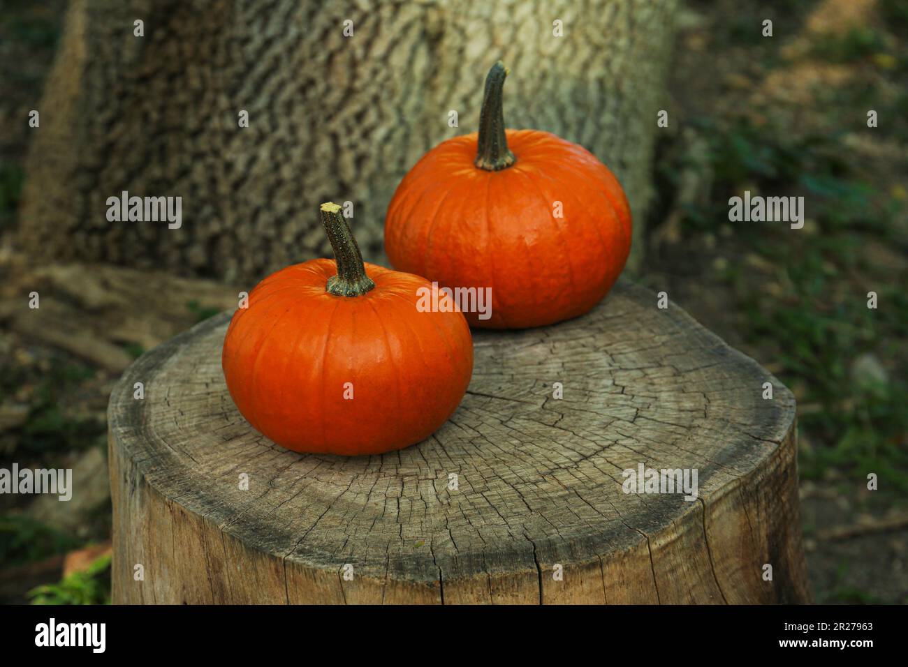 Pumpkin on stump in hi-res stock photography and images - Alamy