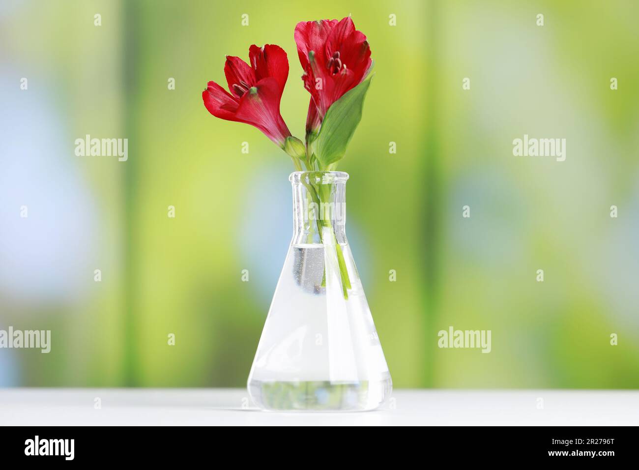 Beautiful red flowers in laboratory glass flask on white table against ...