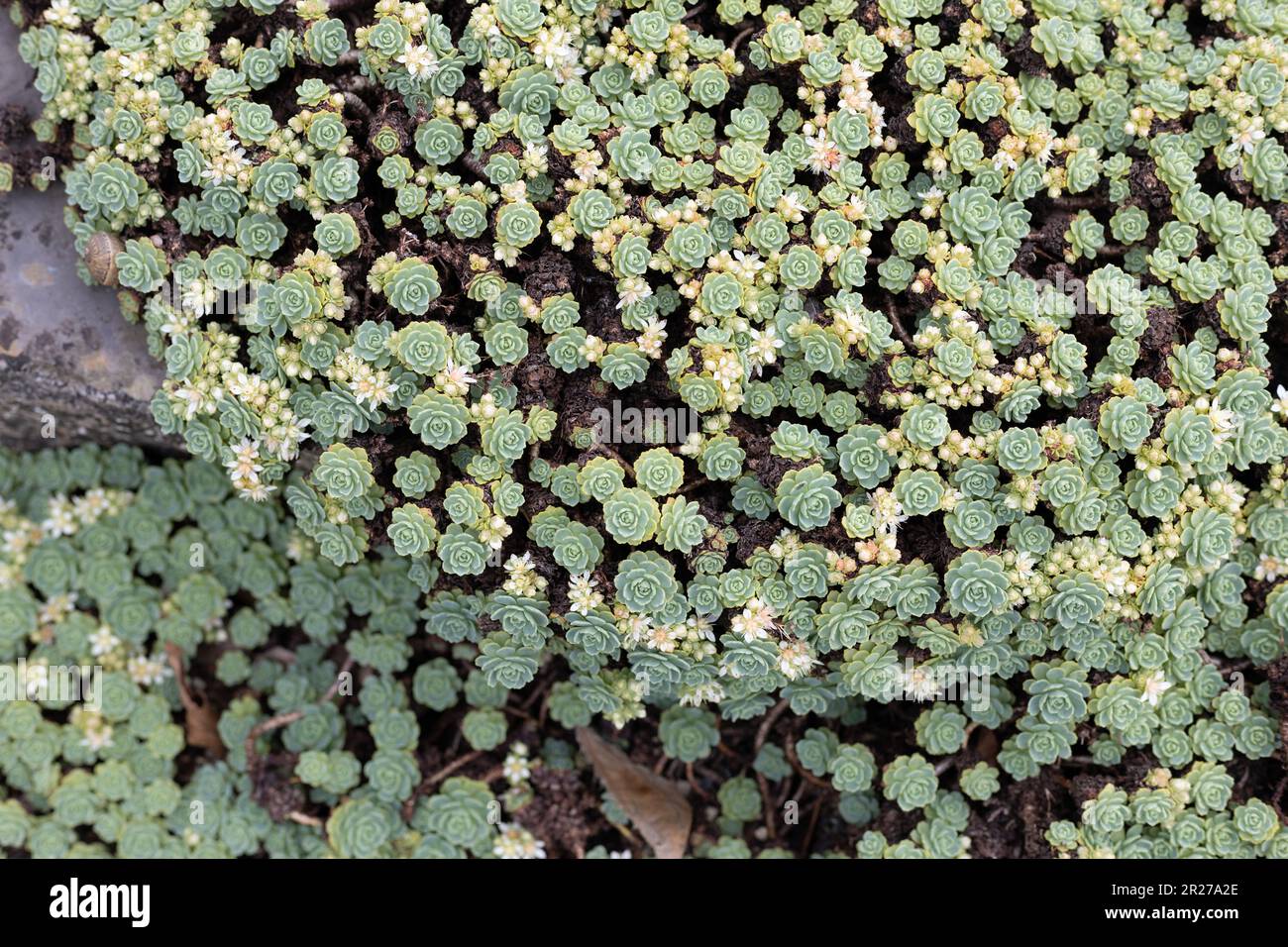 Sedum divergens -spreading stonecrop - growing on rocks in a garden ...