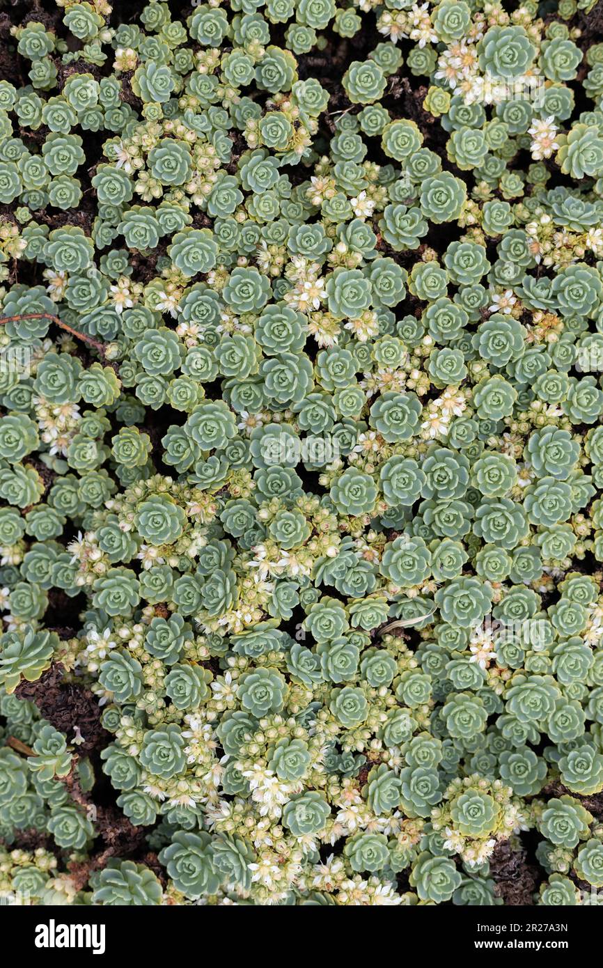 Sedum divergens -spreading stonecrop - growing on rocks in a garden ...