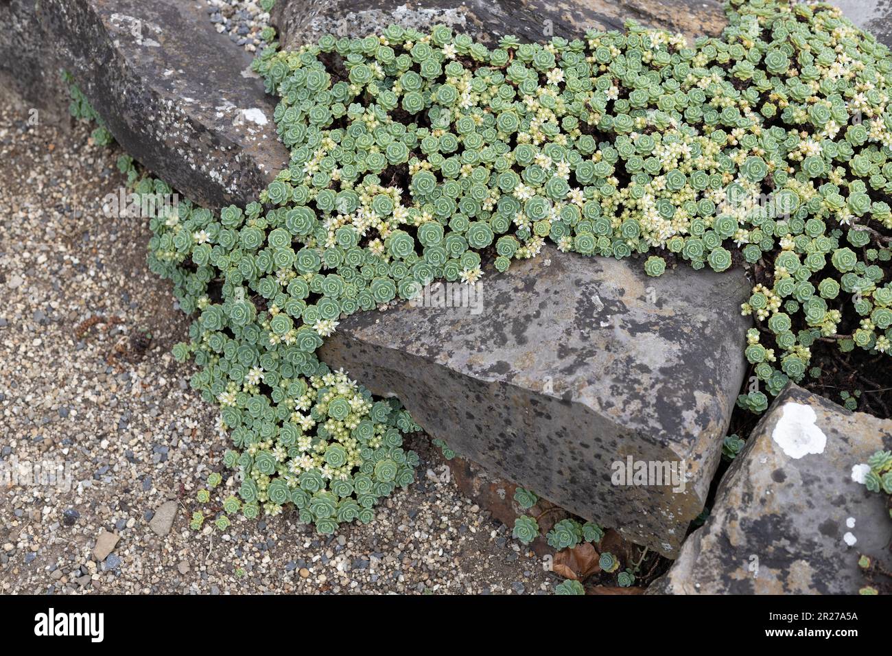 Sedum divergens -spreading stonecrop - growing on rocks in a garden ...