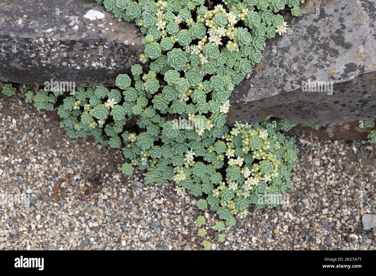 Sedum divergens -spreading stonecrop - growing on rocks in a garden ...