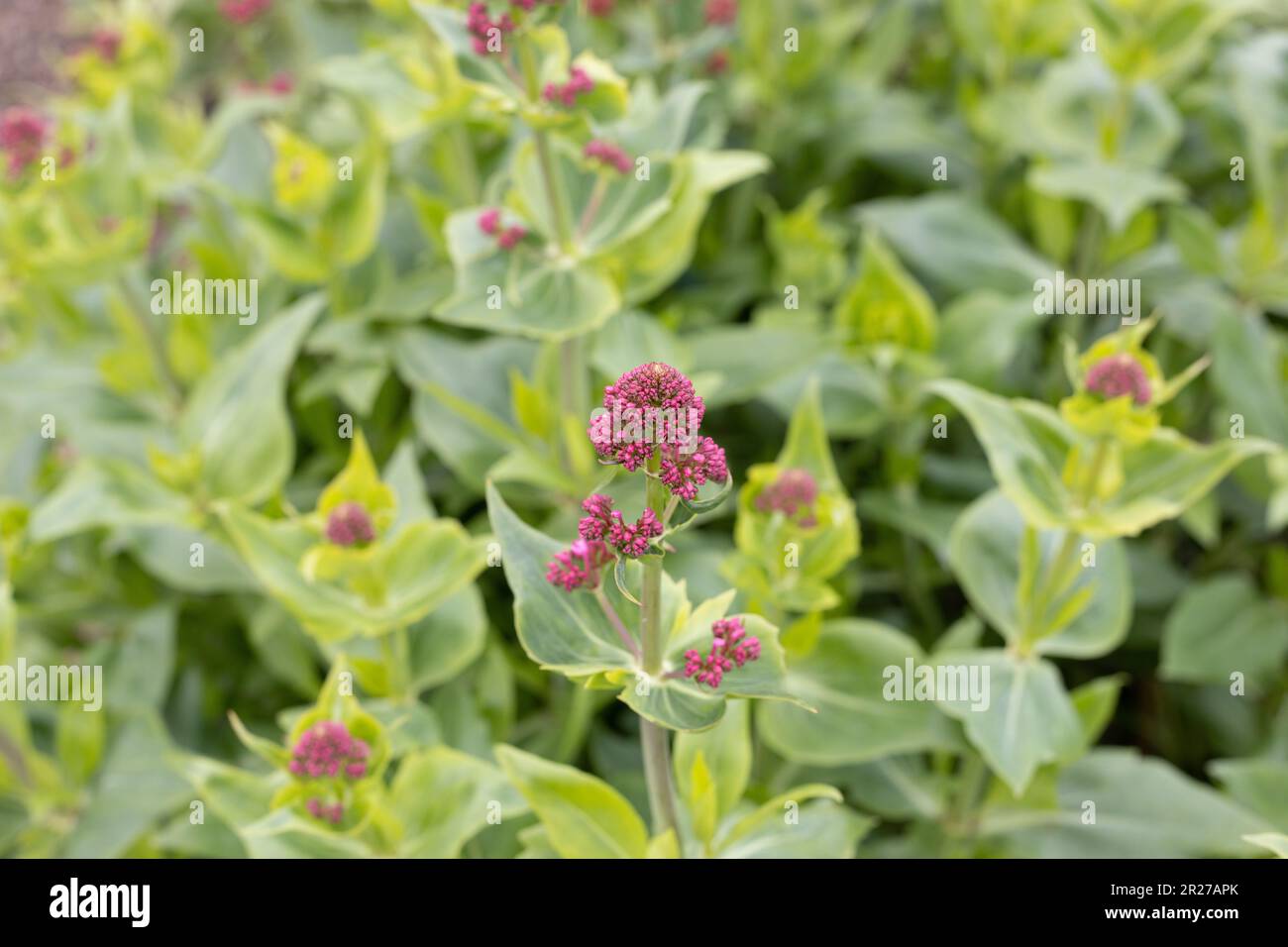 Centranthus ruber - red valerian Stock Photo - Alamy