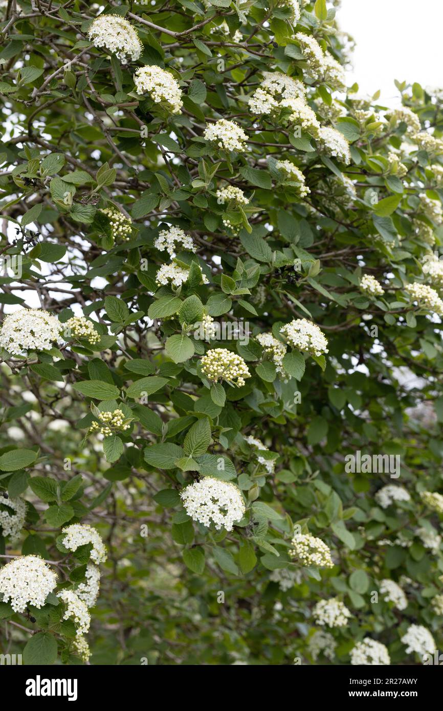 Viburnum lantanoides - hobblebush Stock Photo - Alamy