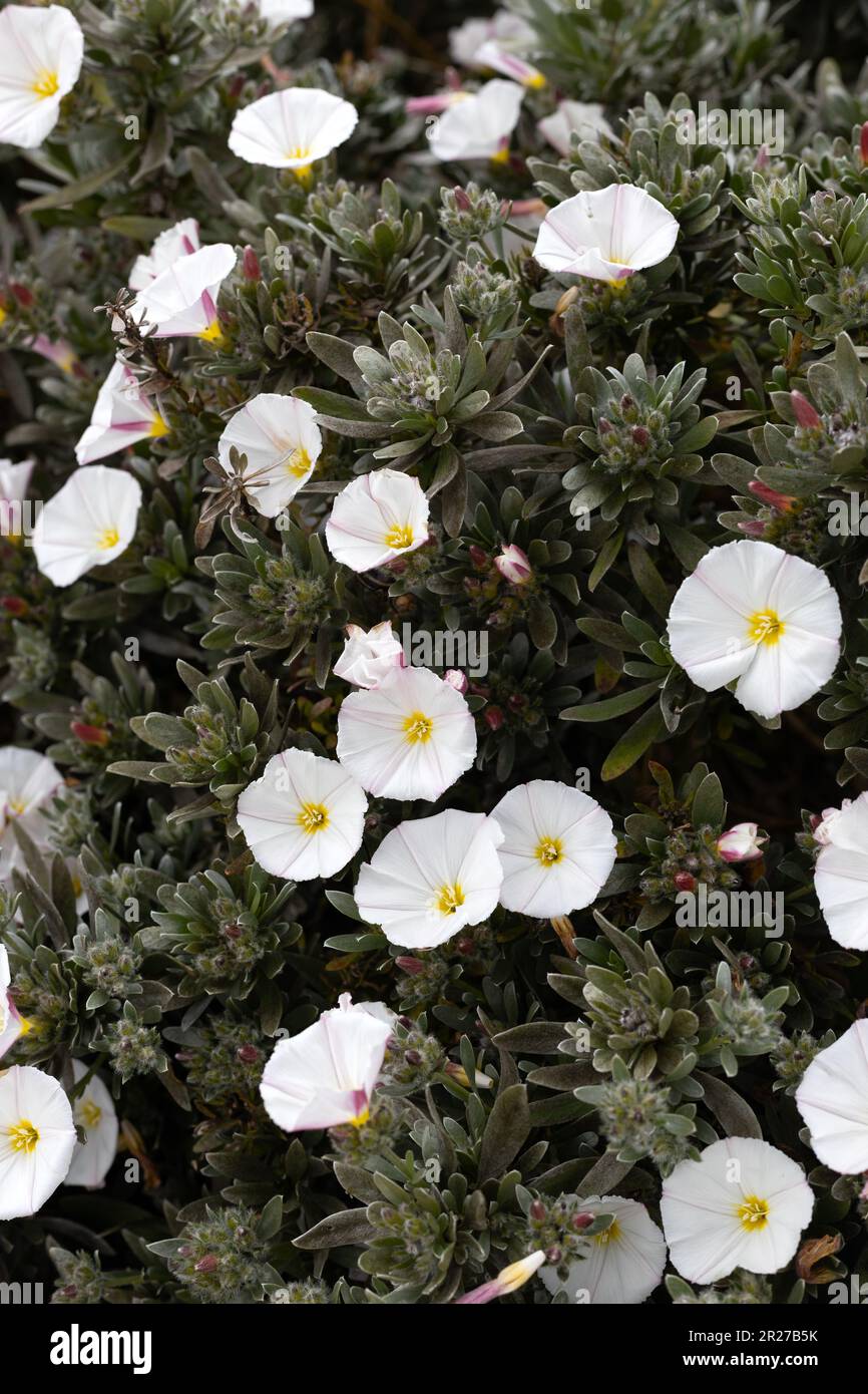 Convolvulus cneorum silverbush hi-res stock photography and images - Alamy