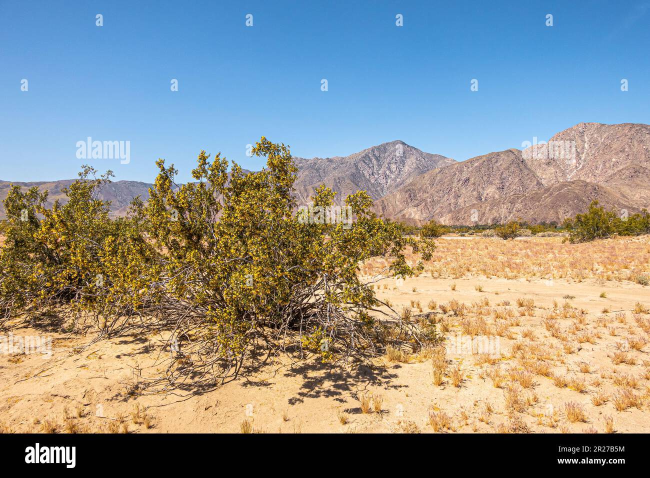 Bush in desert hi-res stock photography and images - Alamy