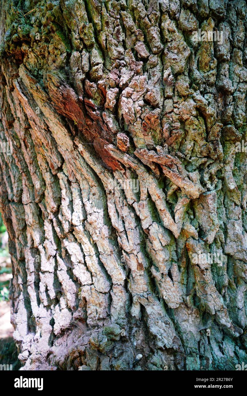 Very Old Tree Bark Close-Up Detail Texture Stock Photo - Alamy