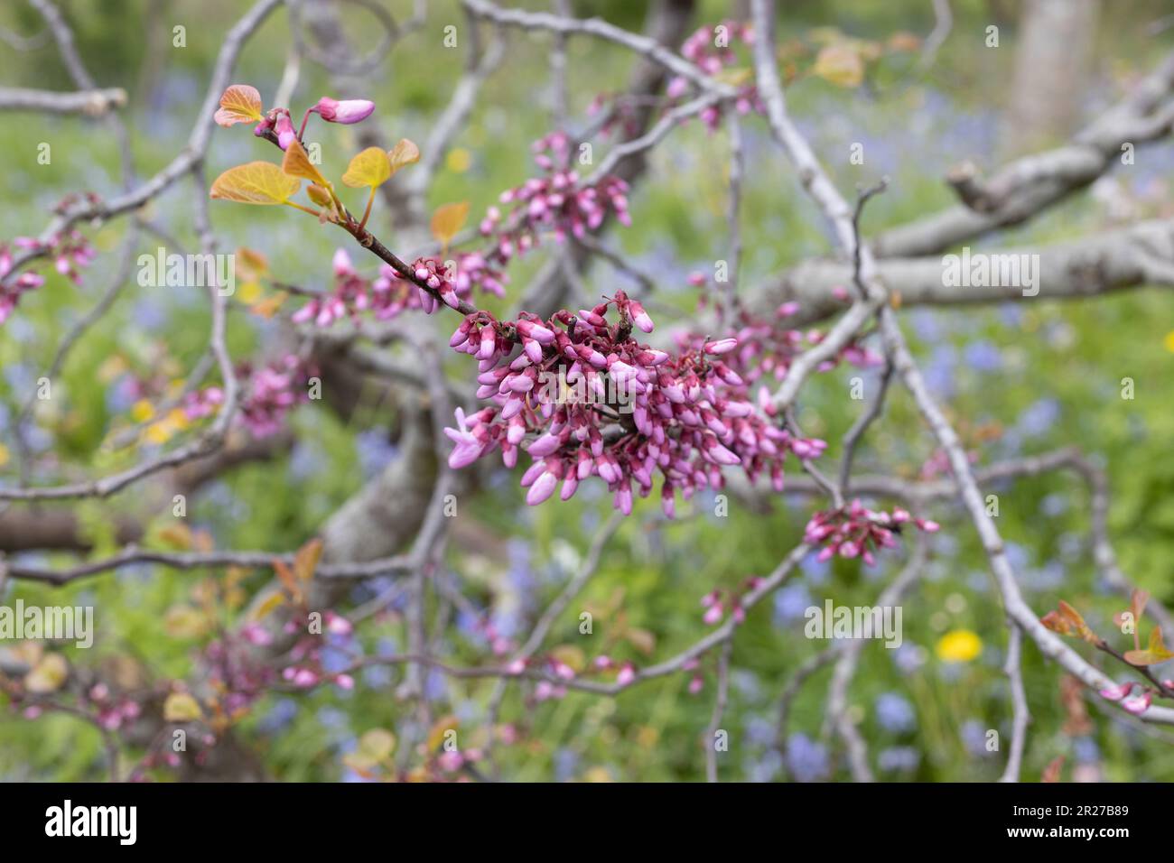 Cercis siliquastrum - Judas tree Stock Photo - Alamy
